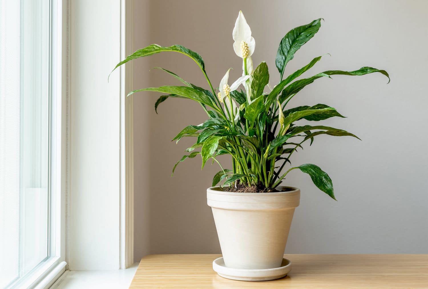 Best Indoor House Plants for Every Home - Low Maintenance