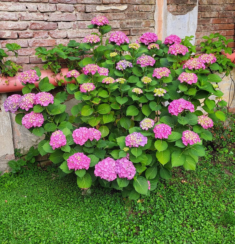 Hydrangeas Care Guide: How to Grow Gorgeous Blooms Season After Season ...